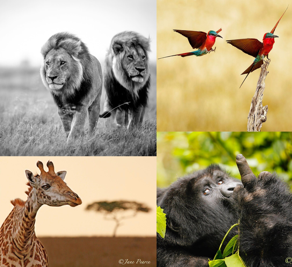 Animales del África