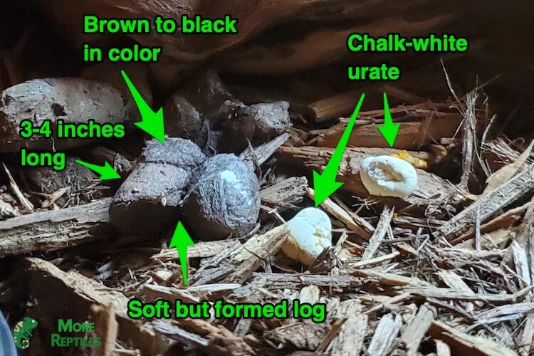 ¿Cómo es la caca de la pitón bola? Cuadro de cacas sanas