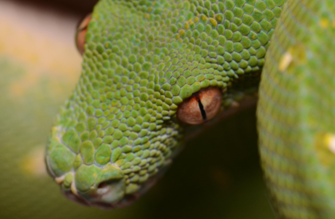 ¿Pueden las serpientes ver en color? (¡La visión de las serpientes es ...