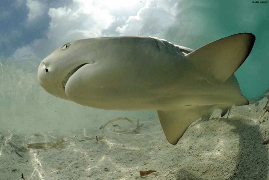 Tiburón Limón → Piscívoros Nocturnos 【 Información y Fotos 】 2025