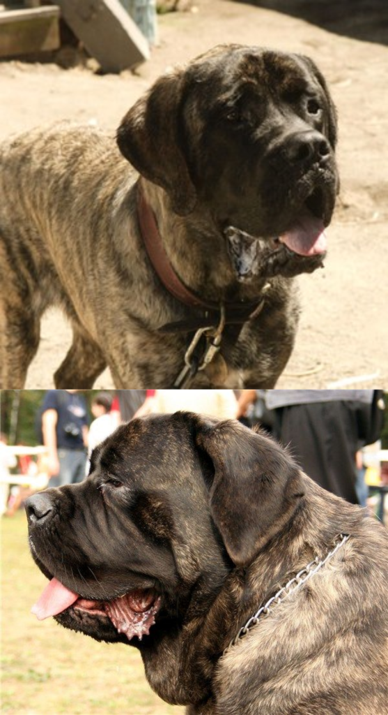 Tipos de Mastín | Animalesis