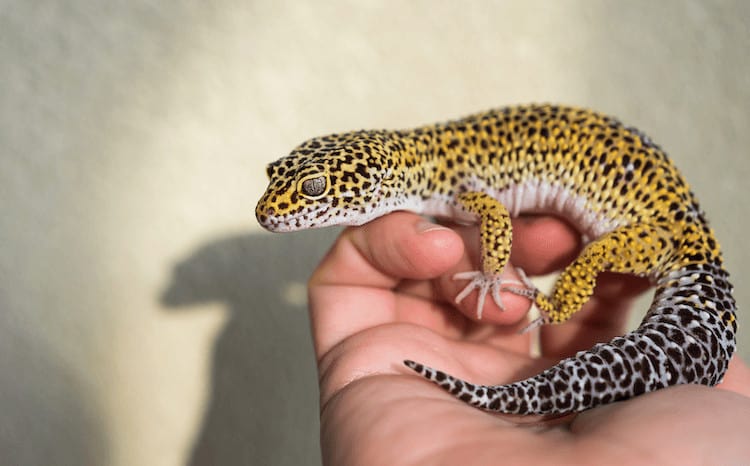 ¿Cuánto viven los geckos leopardo? Vida de las mascotas y de los animales salvajes - Más ...