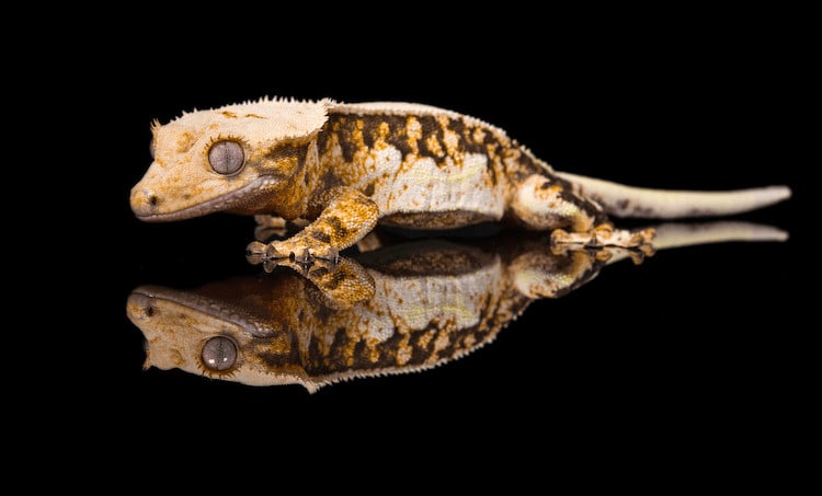 Morfos, colores, rasgos y patrones del gecko crestado - Más reptiles | Animalesis