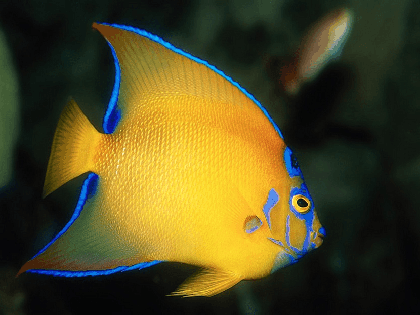 Cómo cuidar un pez ángel o escalar