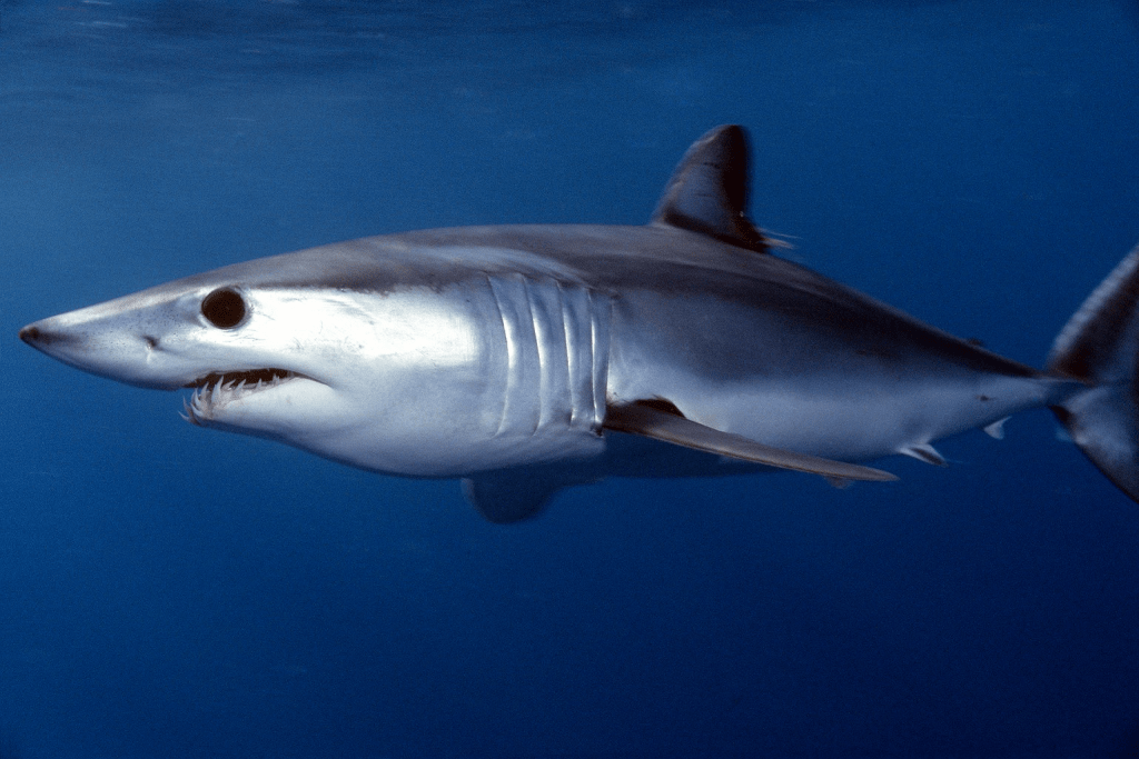 Tiburón Mako → El Relámpago del Mar 【 Descúbrelo