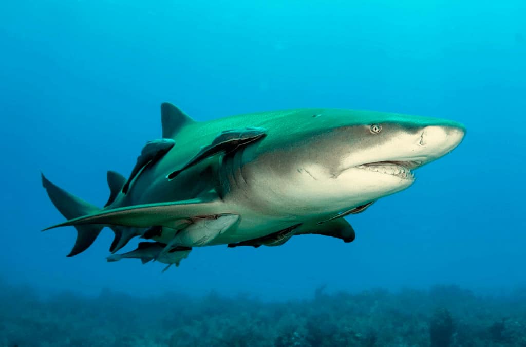 Tiburón Limón → Piscívoros Nocturnos 【 Información y Fotos 】 2025