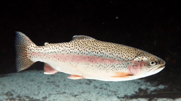 Trucha común: un salmónido codiciado