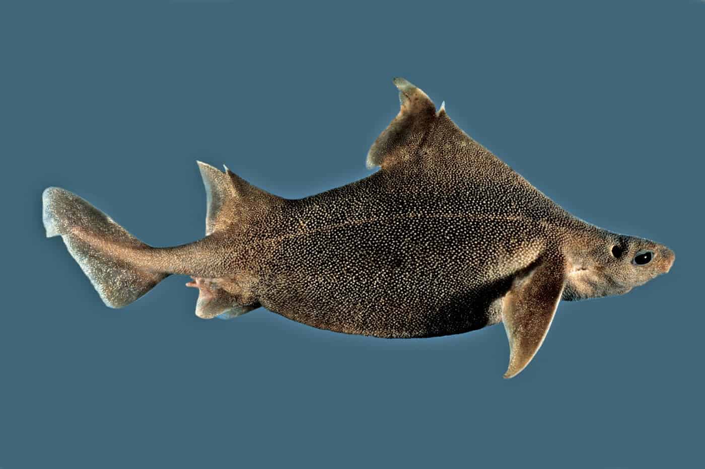 Tiburón Cerdo Marino Espinoso 【 Gran Desconocido 】 2025