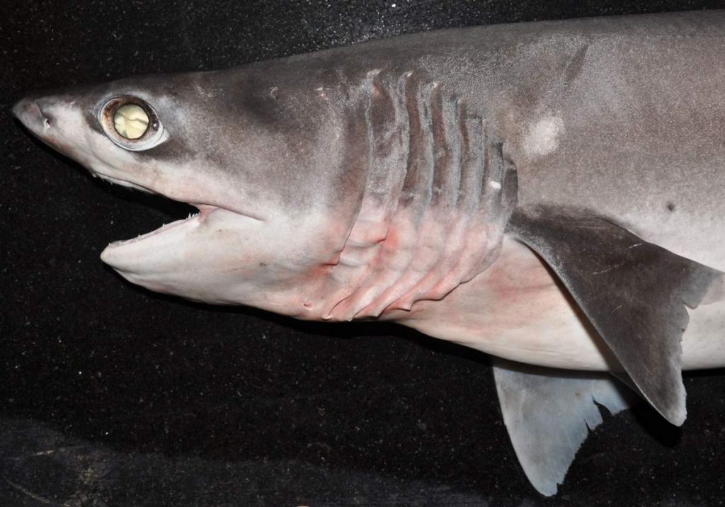 Tiburón de Siete Branquias