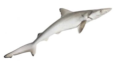 Tiburones → ¿Porque NO son tan Peligrosos? 【 Información y Fotos