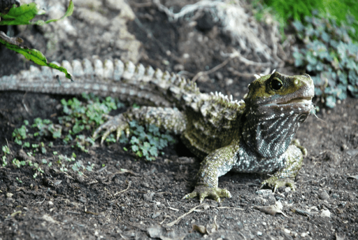 Tuátaras 【 Fósil Viviente de 3 OJOS 】→ Reptil de Nueva Zelanda