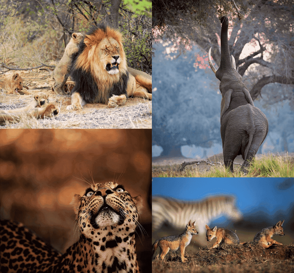 Animales del África
