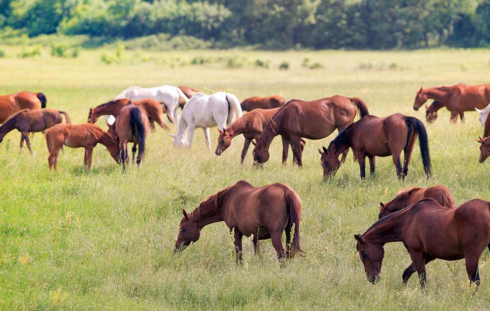 Alimentación del Caballo ?【 Qué comen los caballos 】® Animalesis