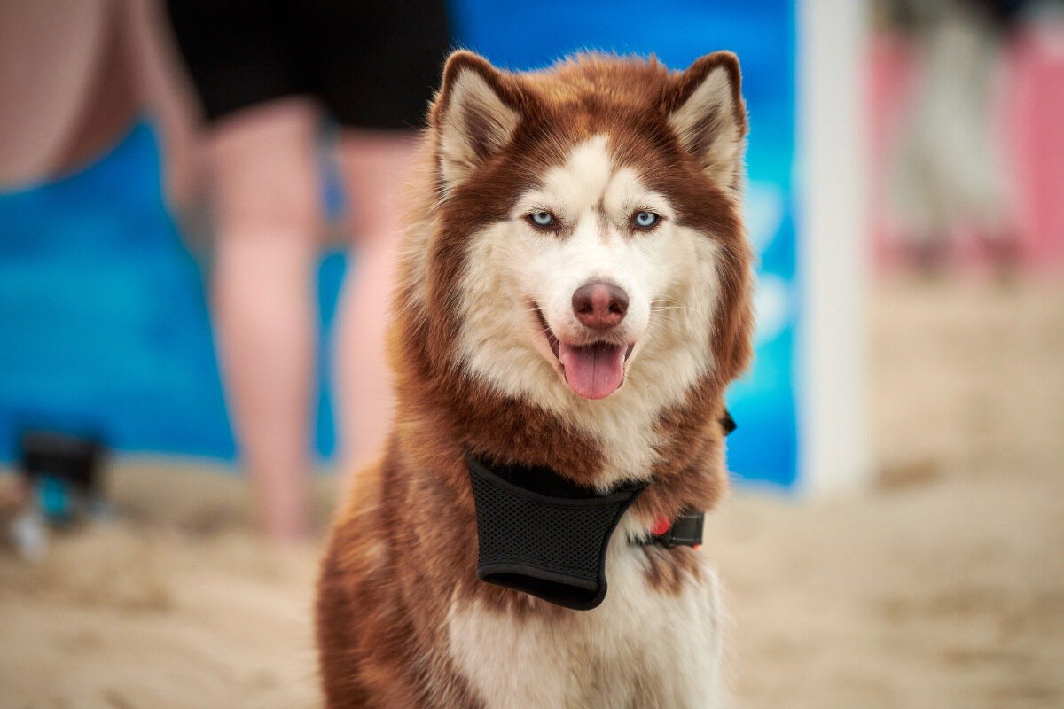 Todo lo que necesitas saber - My Happy Husky | Animalesis